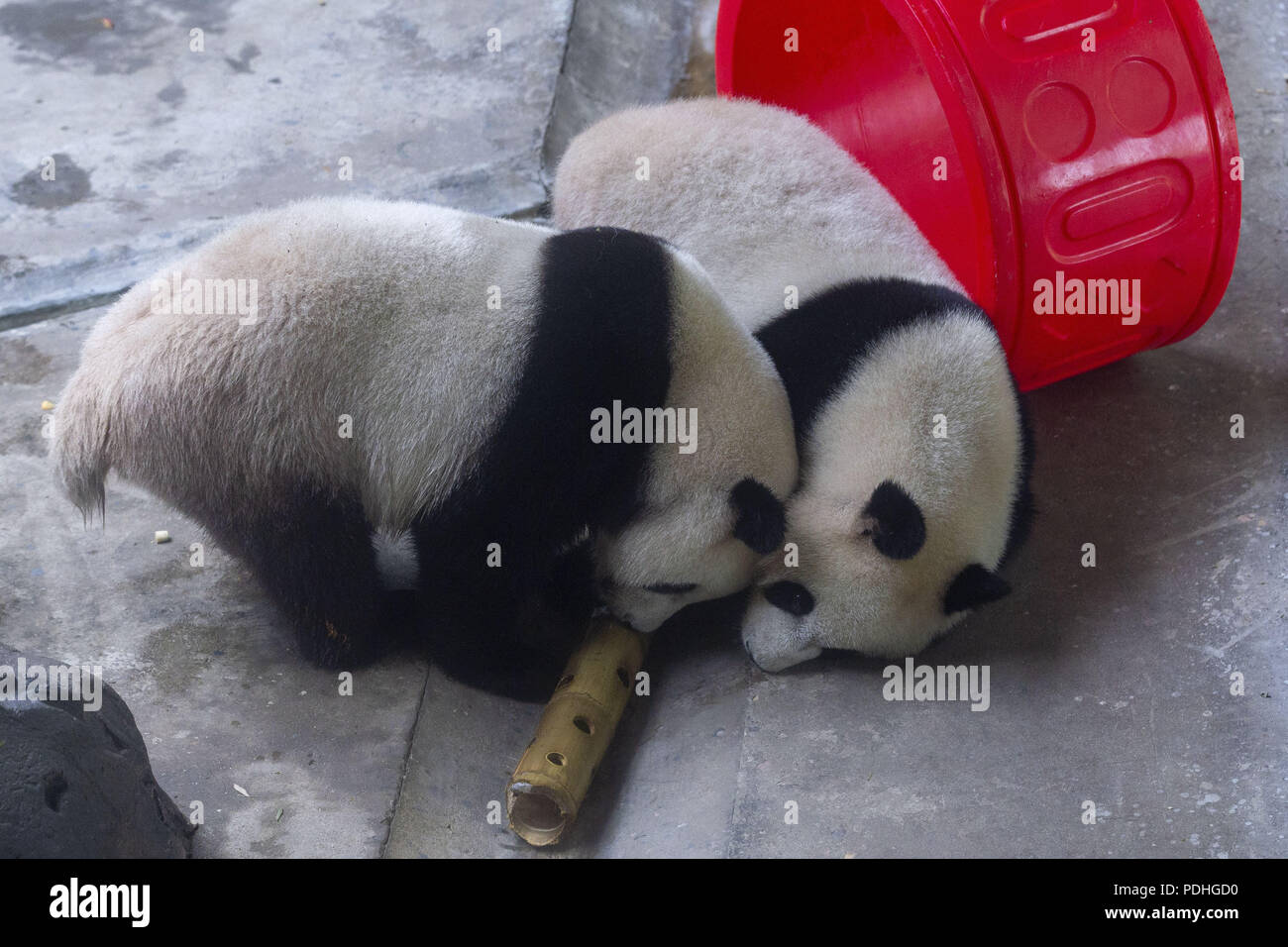 Nanjin, Nanjin, China. 10th Aug, 2018. Nanjing, CHINA-The giant pandas ...