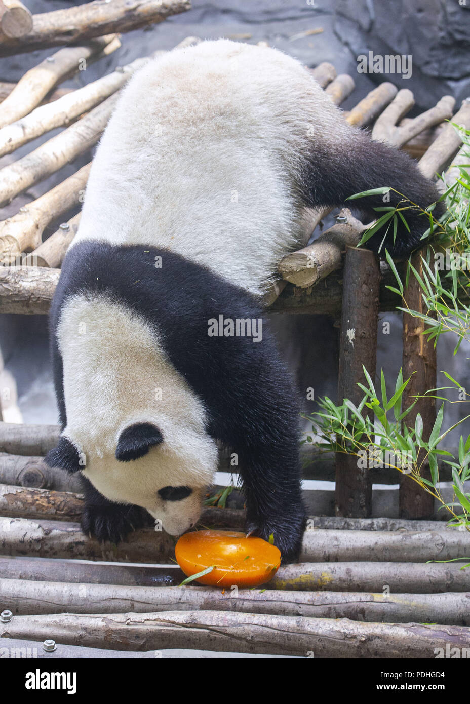 Nanjin, Nanjin, China. 10th Aug, 2018. Nanjing, CHINA-The giant pandas ...