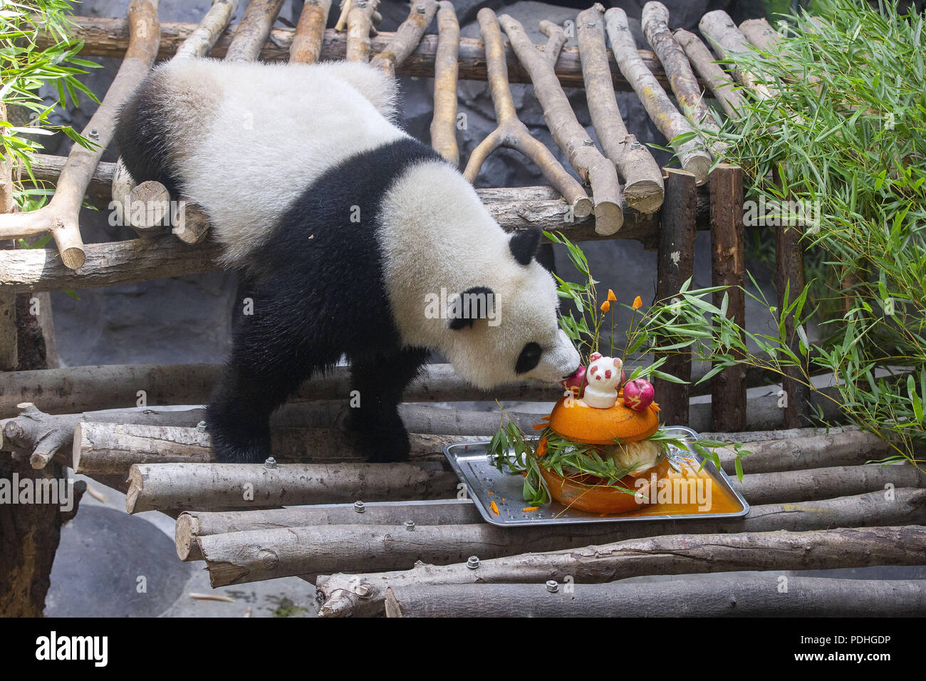 Nanjin, Nanjin, China. 10th Aug, 2018. Nanjing, CHINA-The giant pandas ...