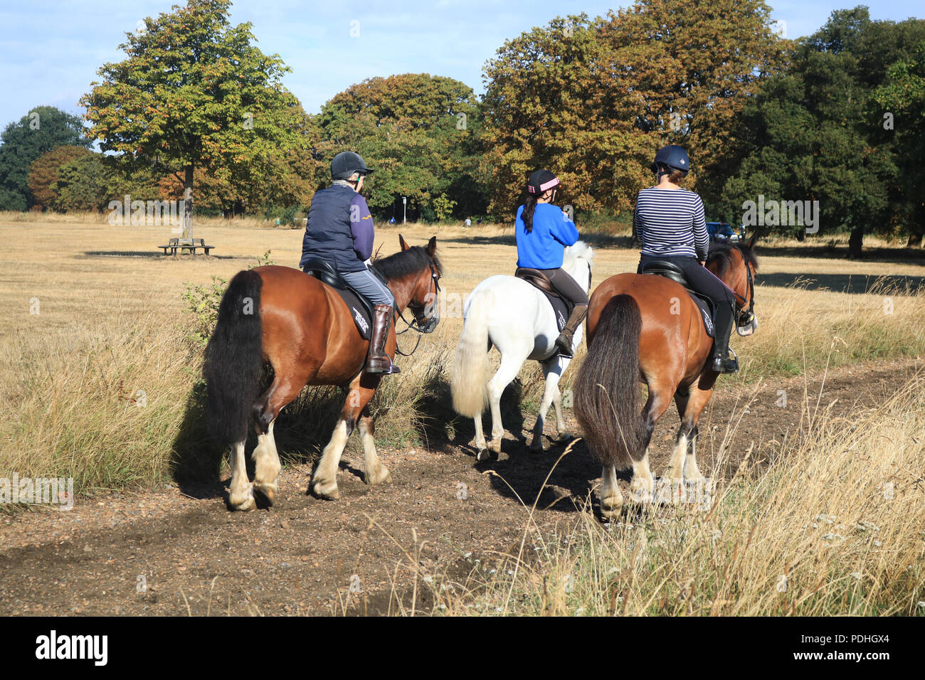 Wimbledon stables hi-res stock photography and images - Alamy