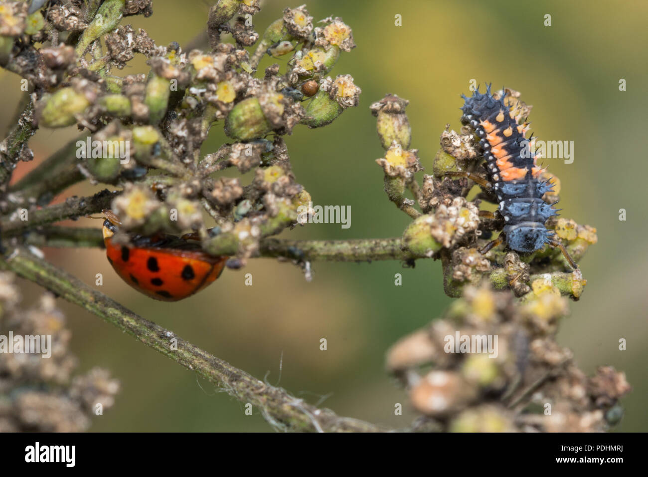 Non native fauna hi-res stock photography and images - Alamy