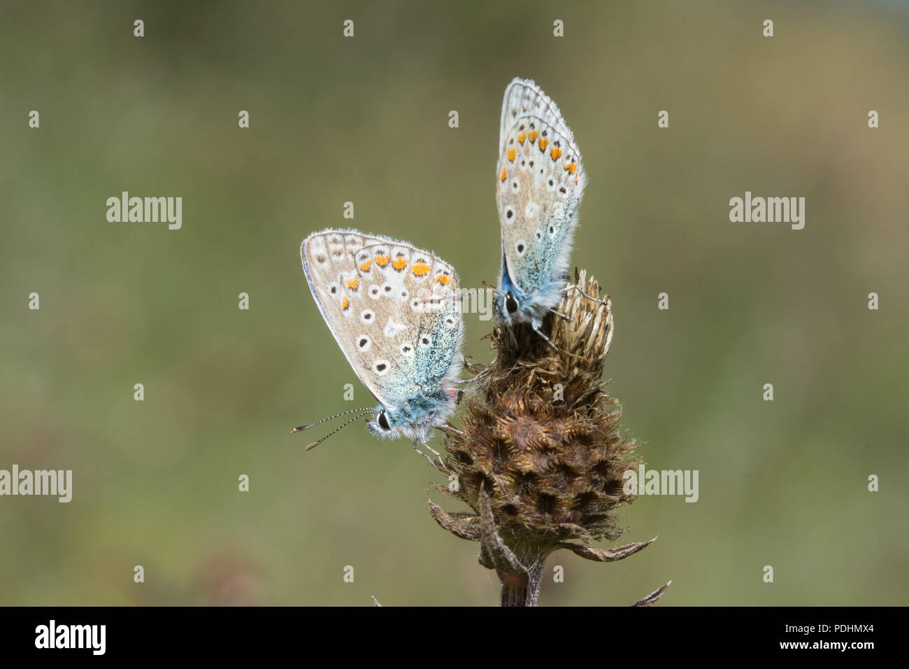 Common butterflies of the uk hi-res stock photography and images - Alamy