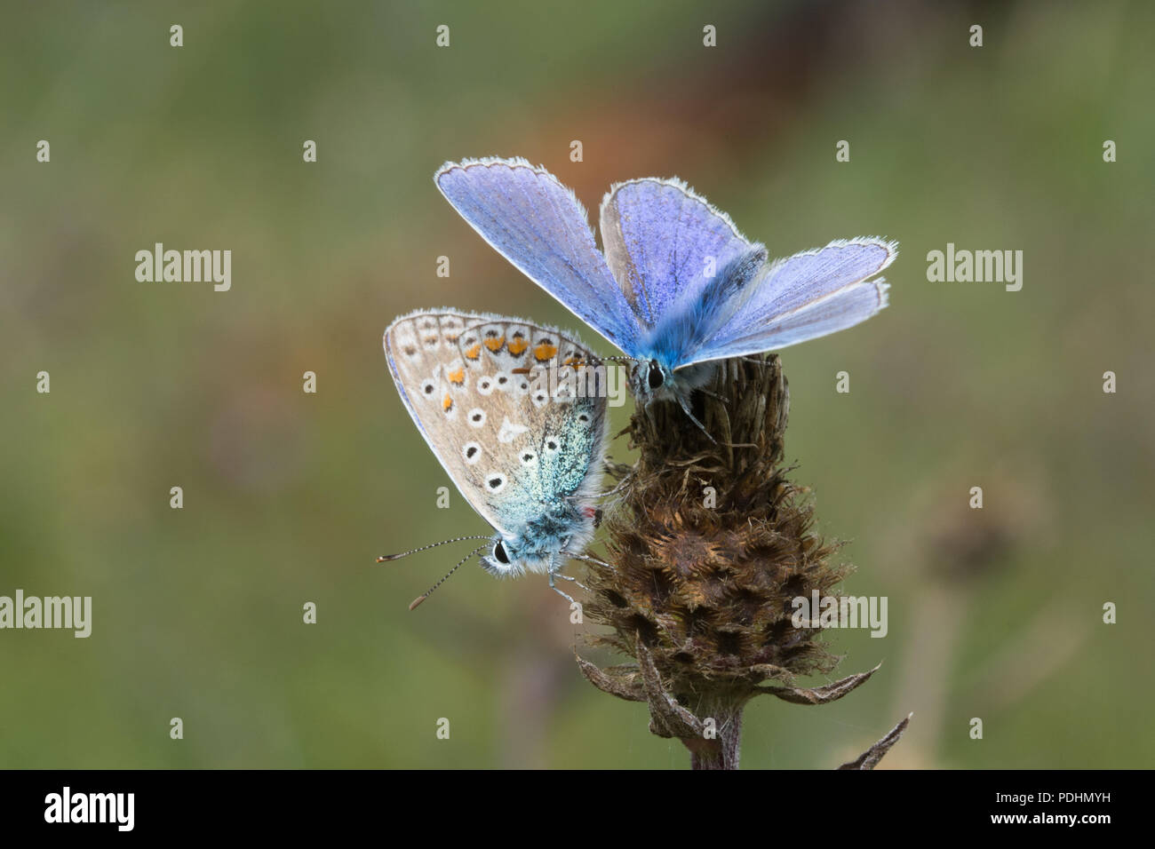 Two male common blue butterflies (Polyommatus icarus) on a seed head in ...