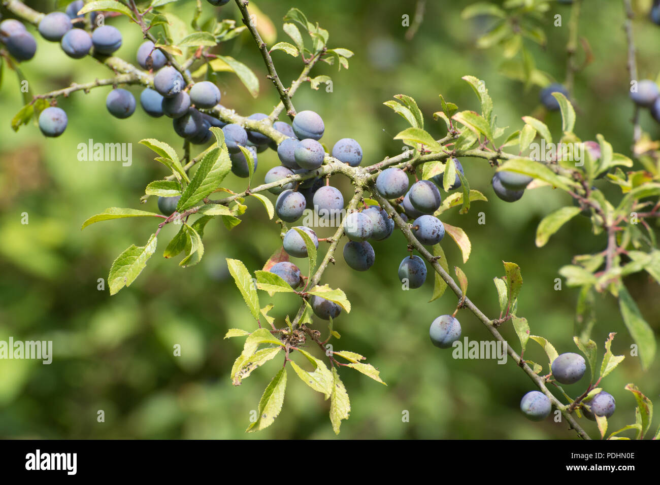 Sloe berries hi-res stock photography and images - Alamy