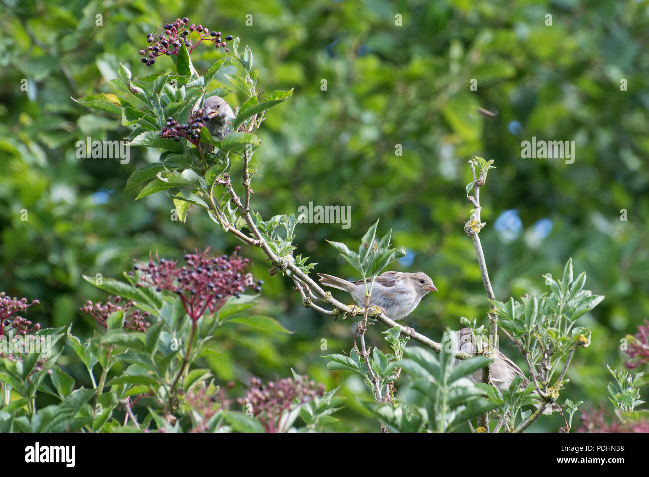 Feeding sparrows hi-res stock photography and images - Alamy