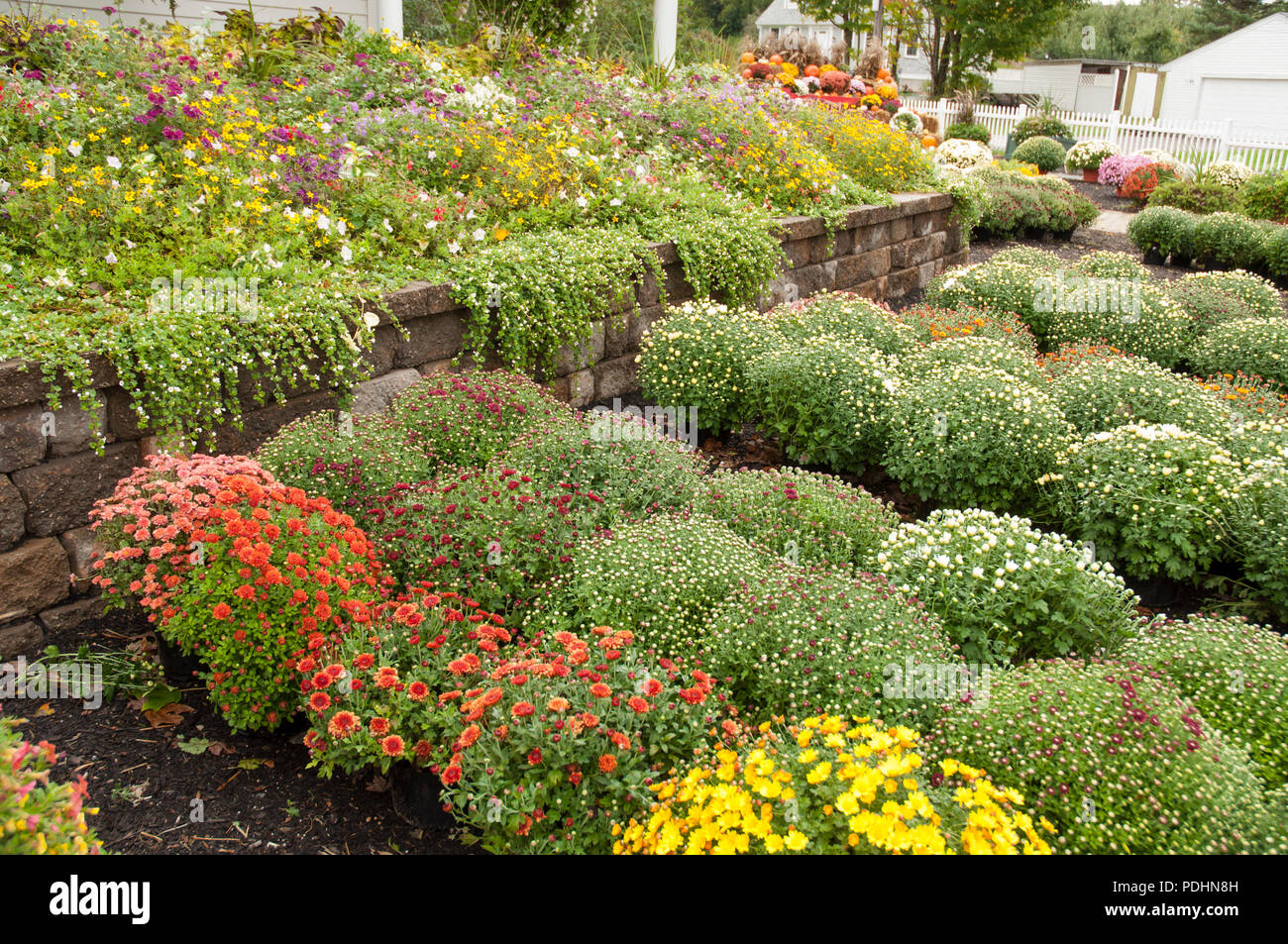 Fields of Crops of Vegetables Stock Photo - Alamy