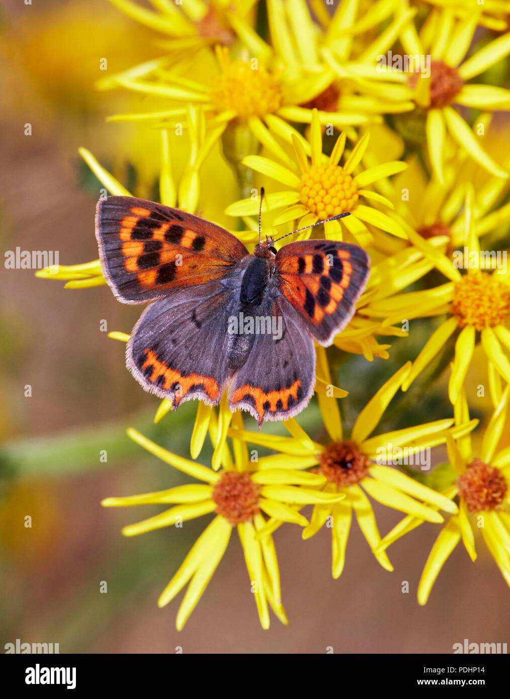 Aberration hi-res stock photography and images - Alamy