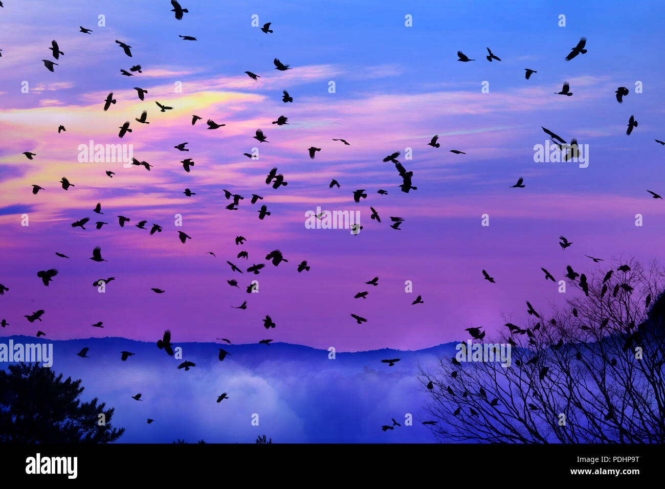 Group of Ravens flying over the cloud Stock Photo - Alamy