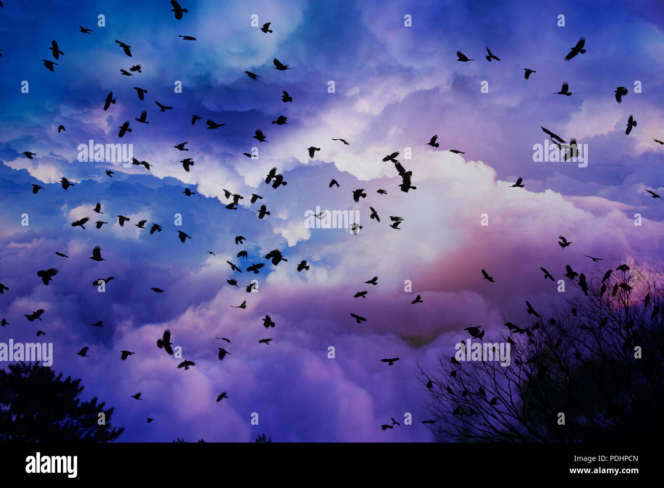 Group of Ravens flying over the cloud Stock Photo - Alamy
