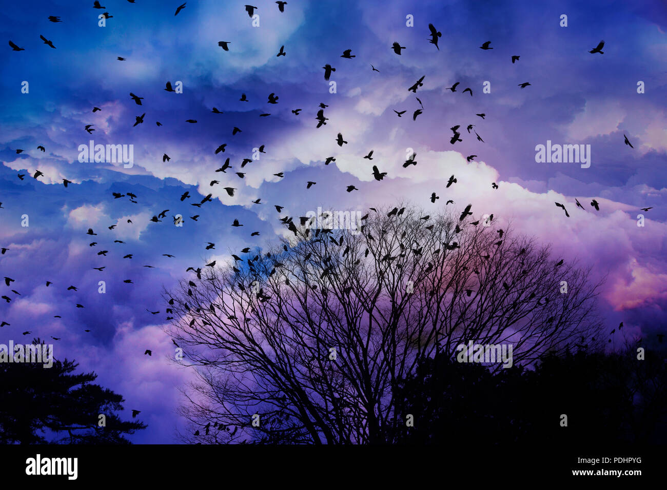 Flock of ravens tree hi-res stock photography and images - Alamy