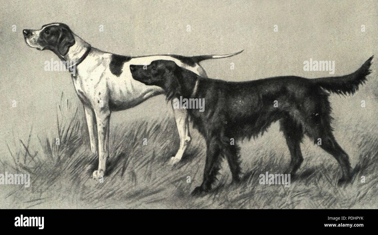 Pointer setter hi-res stock photography and images - Alamy