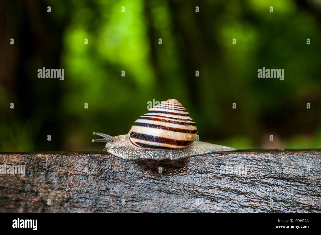 Wet antenna hi-res stock photography and images - Alamy