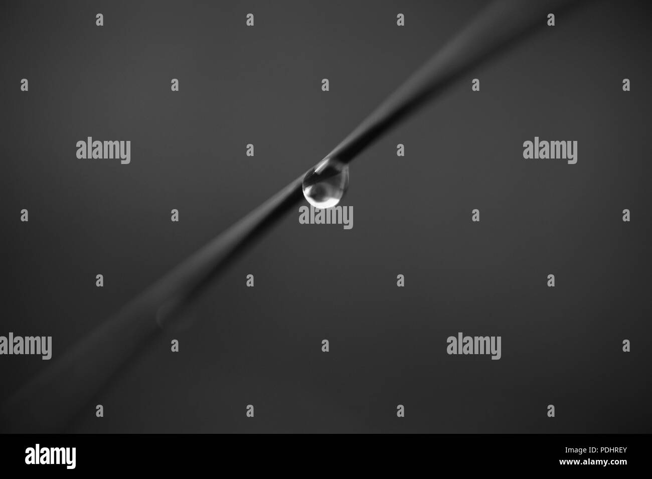Tall grass stem close-up with rain droplet along edge ready to fall ...