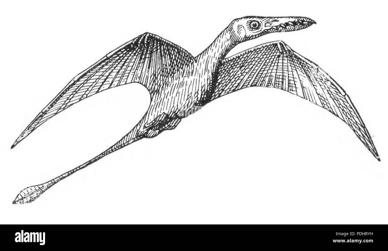 Pterosaurs rhamphorhynchus hi-res stock photography and images - Alamy