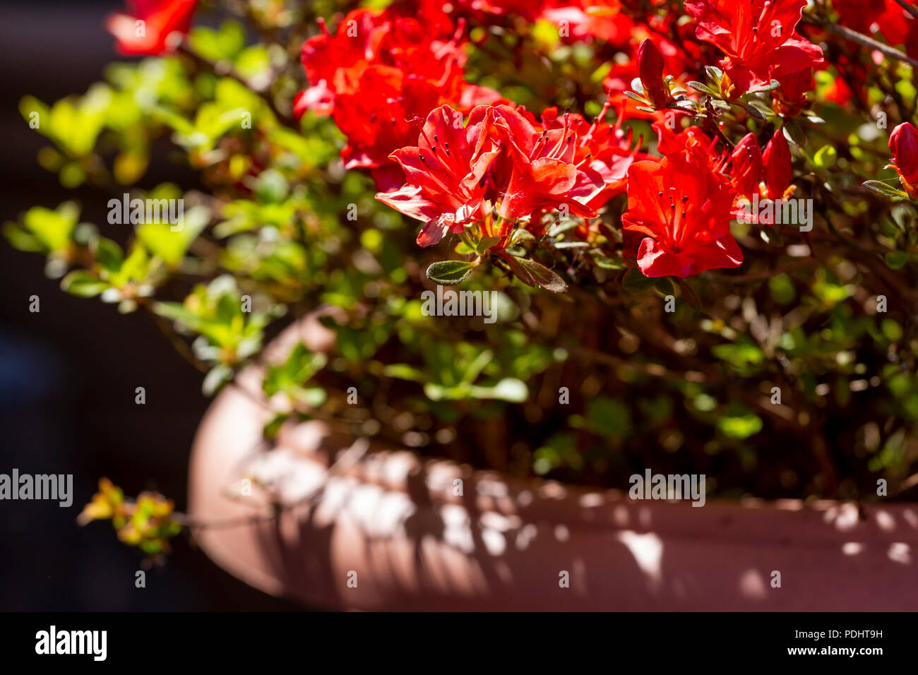 Azalea pot plant hi-res stock photography and images - Alamy
