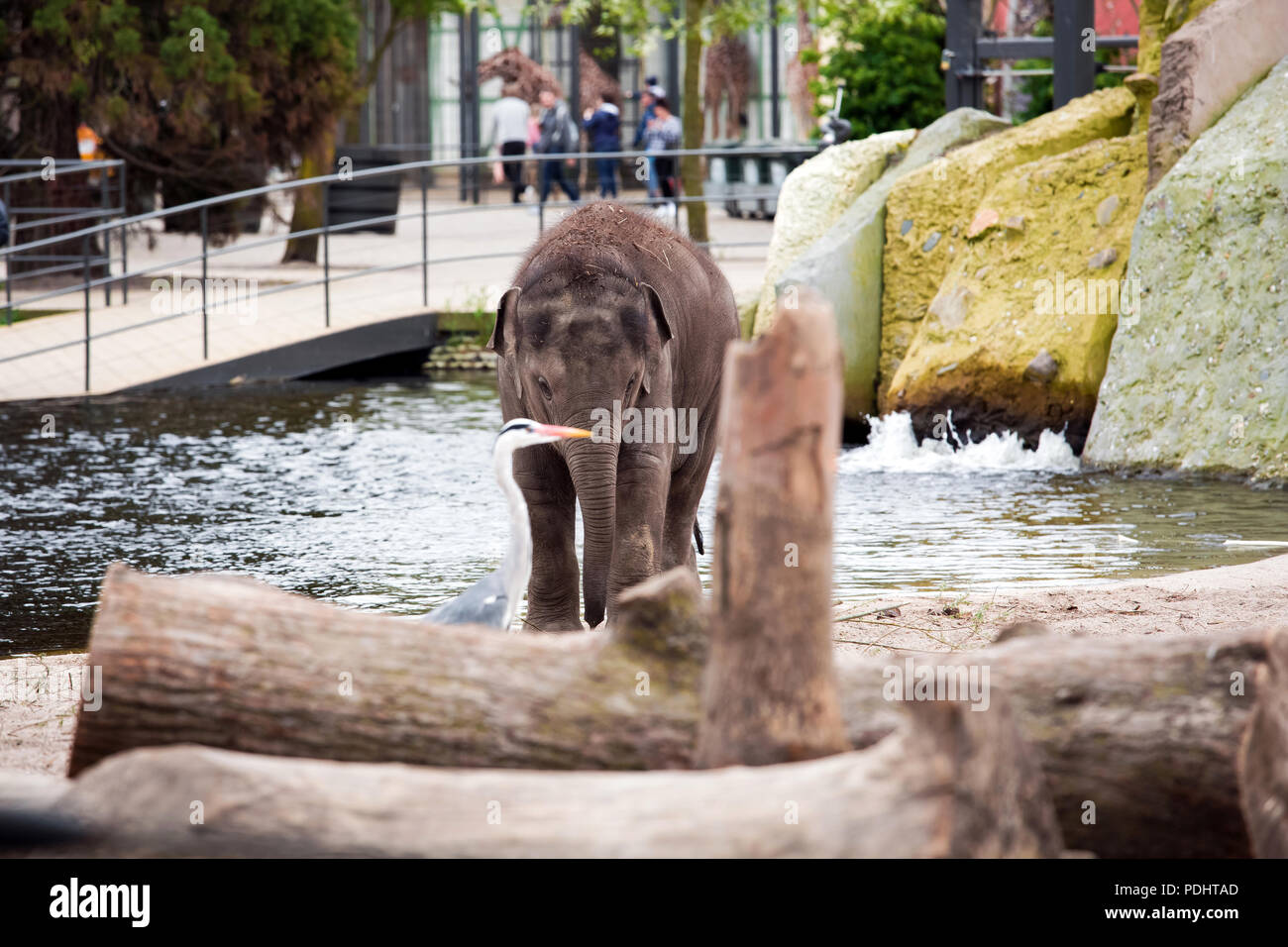 Small elephant in Amsterdam Zoo, Netherlands Stock Photo - Alamy