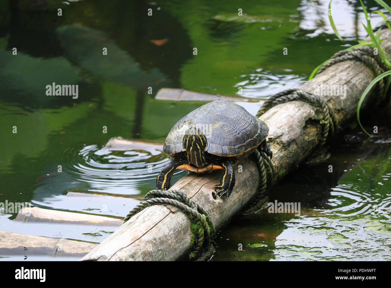 Tortoise pond hi-res stock photography and images - Alamy