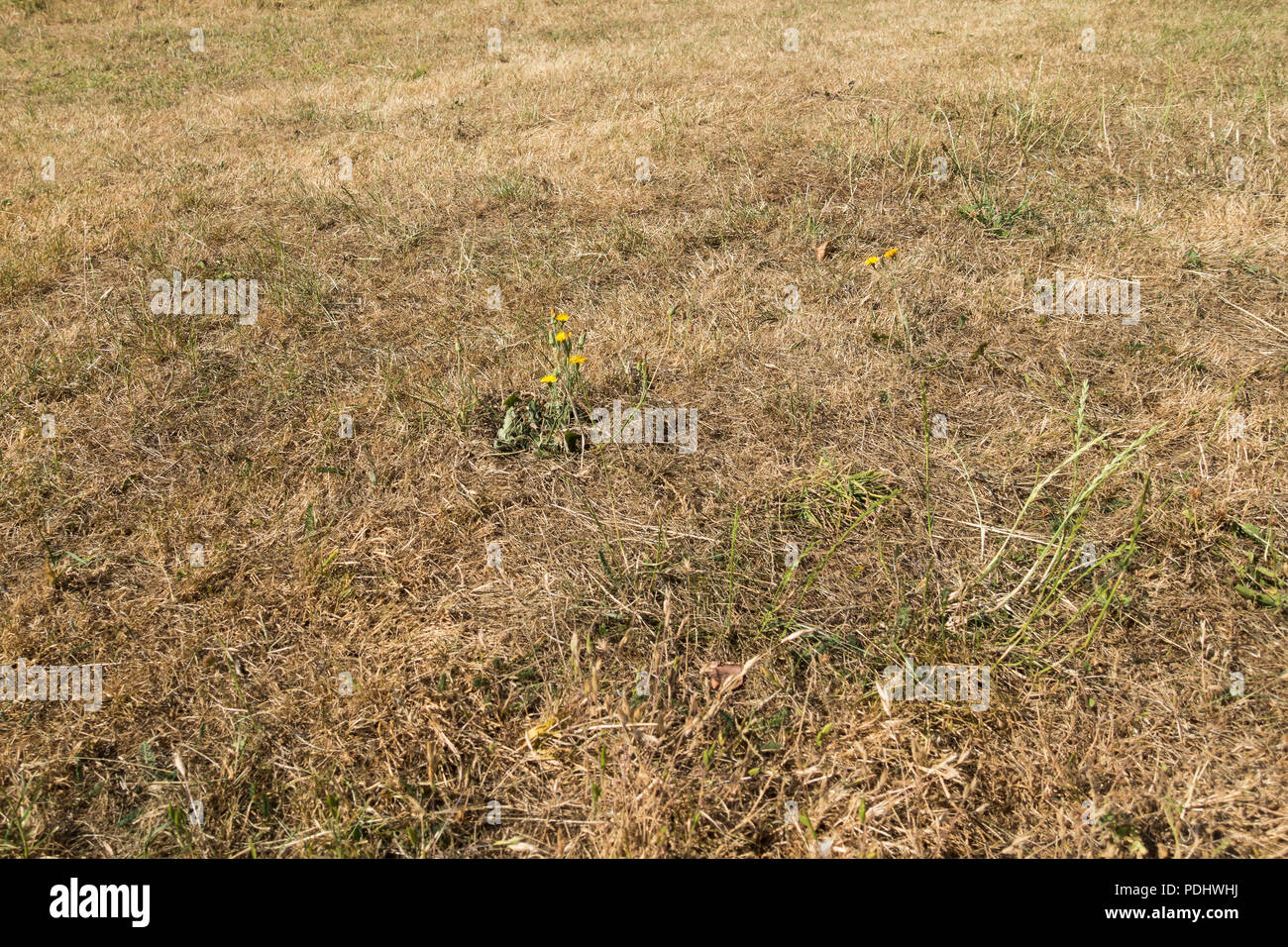 Dry parched grass during the UK heatwave 2018, Dorset, England Stock ...