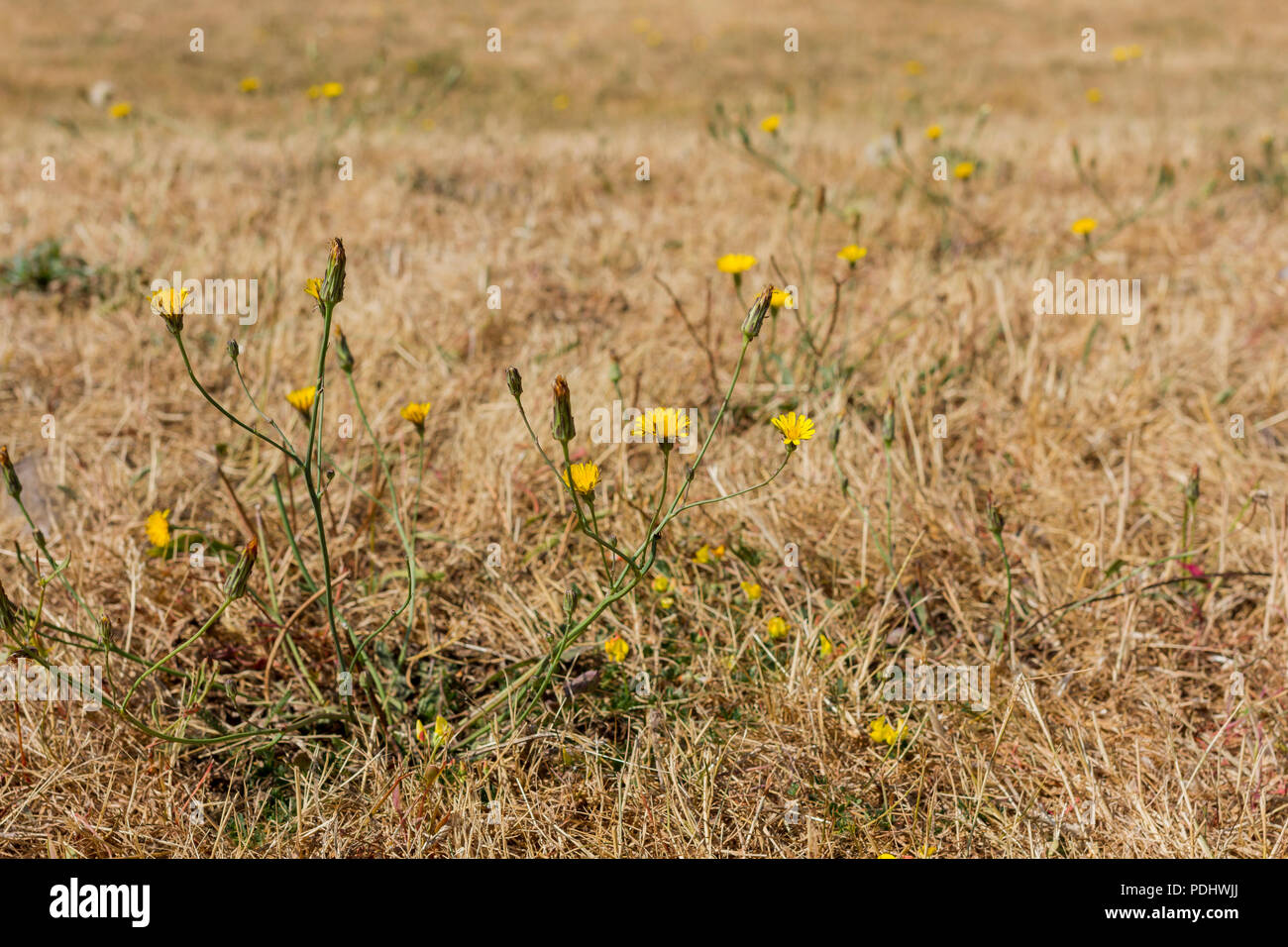 Uk parched grass hi-res stock photography and images - Alamy