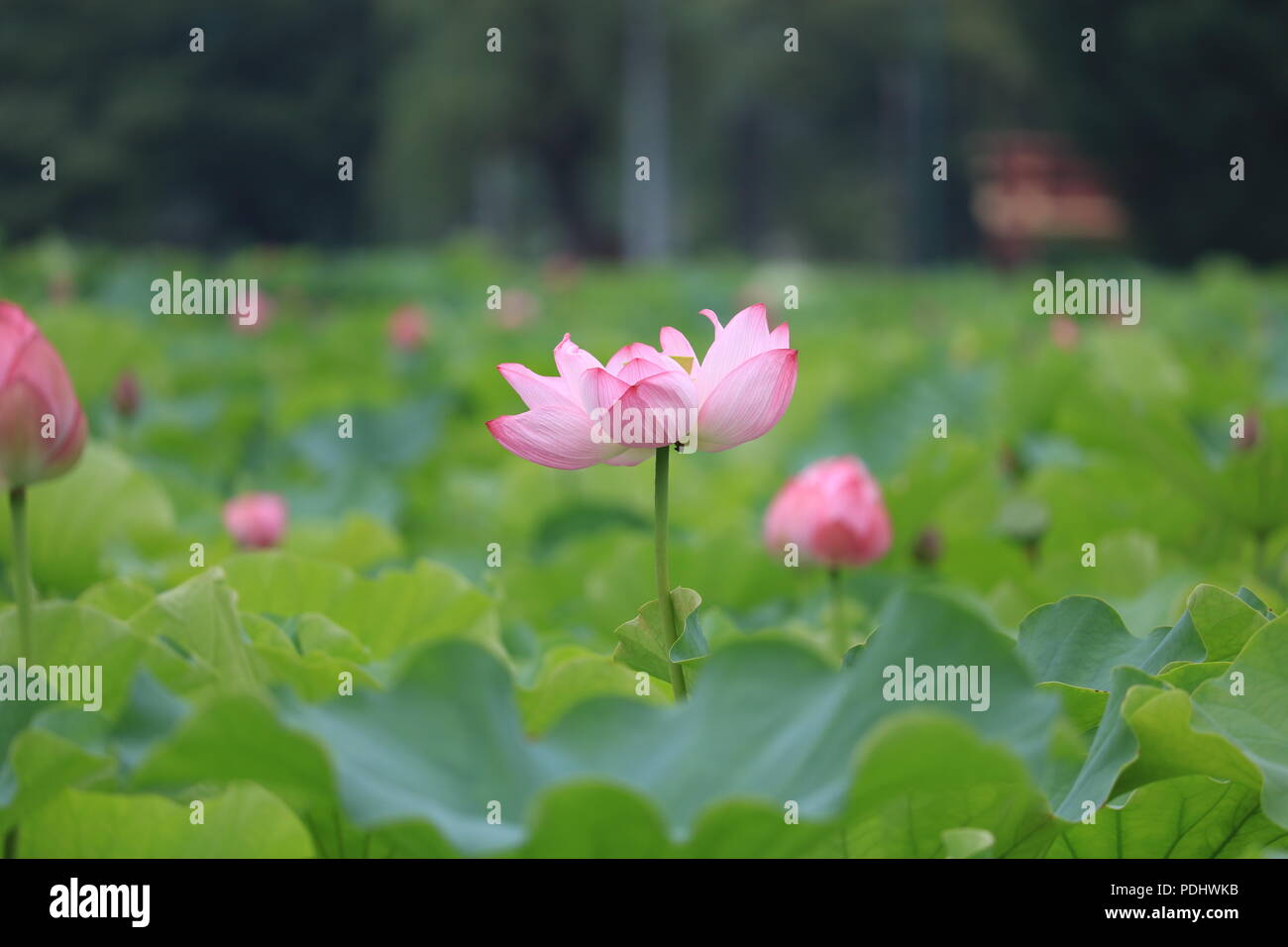 Lotus Flowers in the Lotus Pond of Shinobazu Pond, Ueno Park, Japan ...