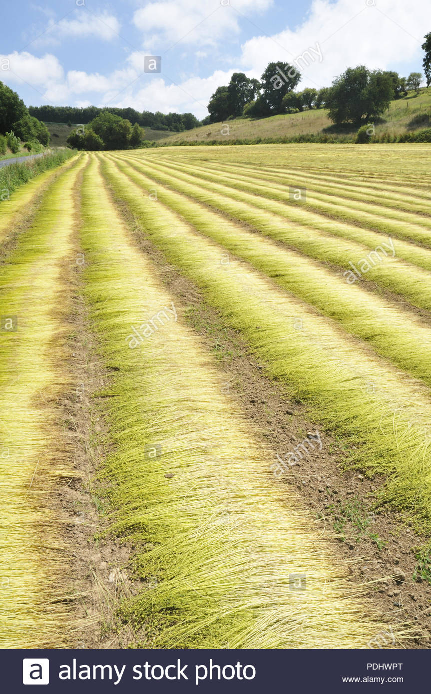 Flax Field Stock Photos & Flax Field Stock Images - Alamy