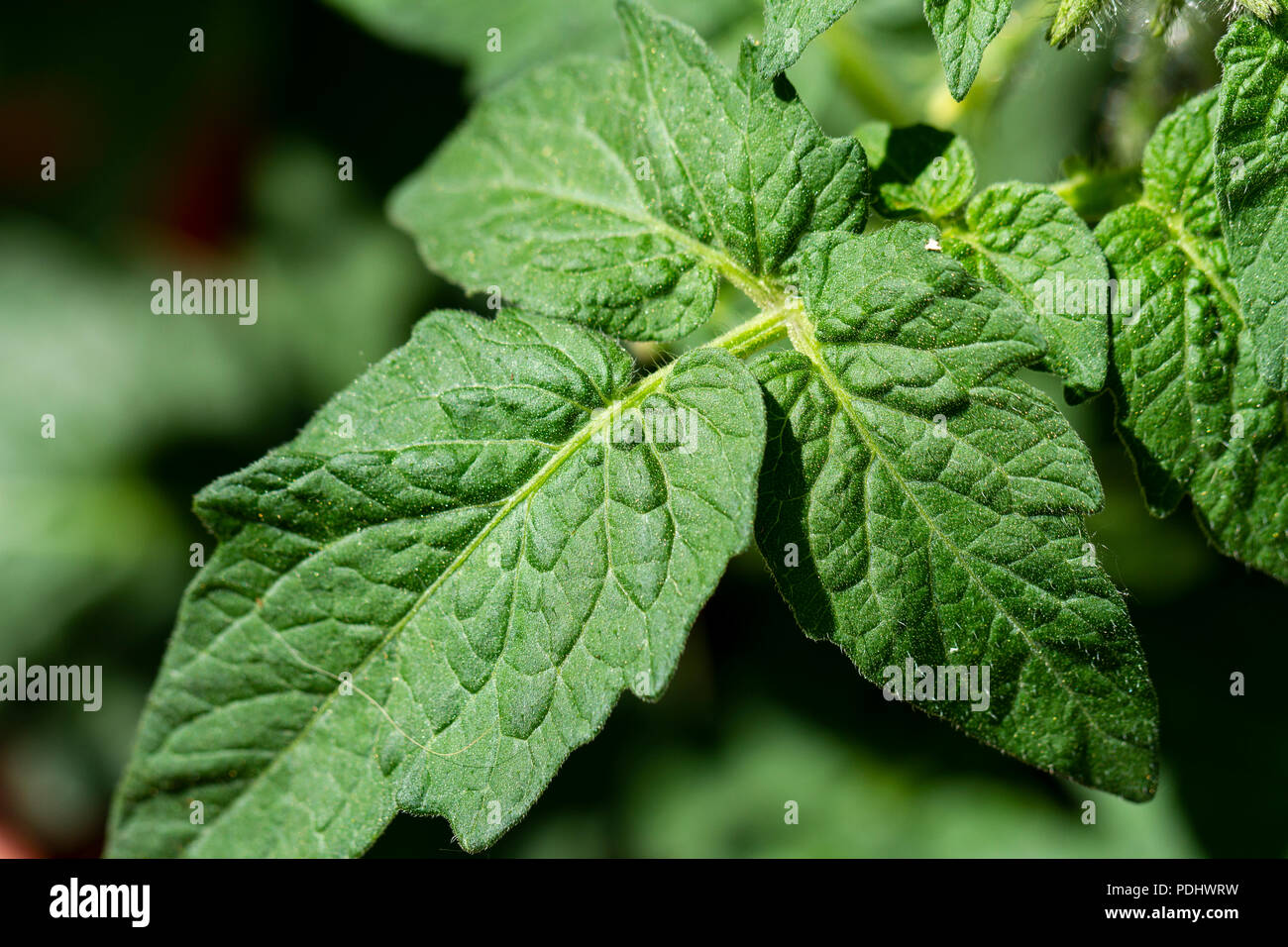 Different Tomato Leaves