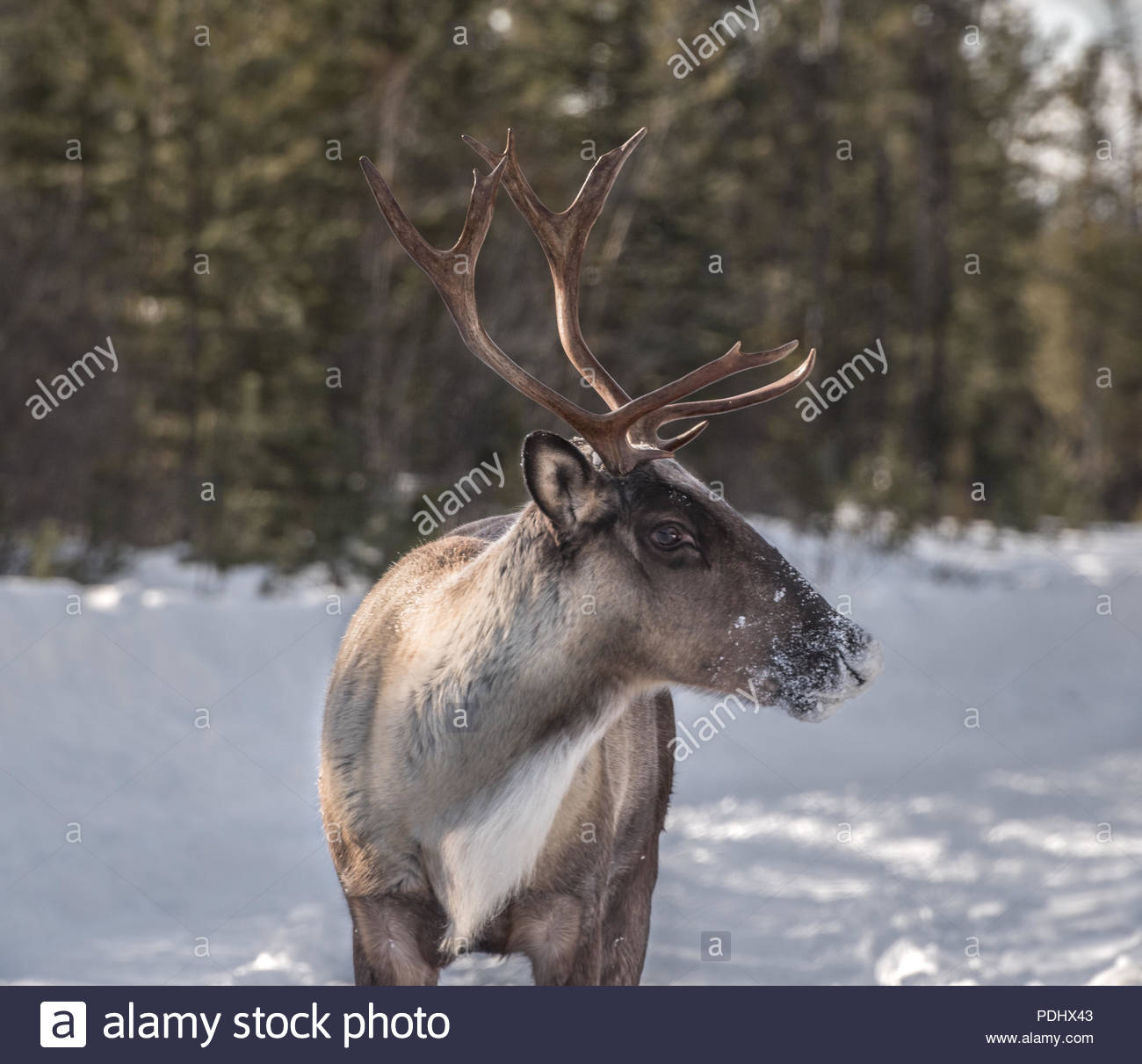 Woodland Caribou High Resolution Stock Photography and Images - Alamy