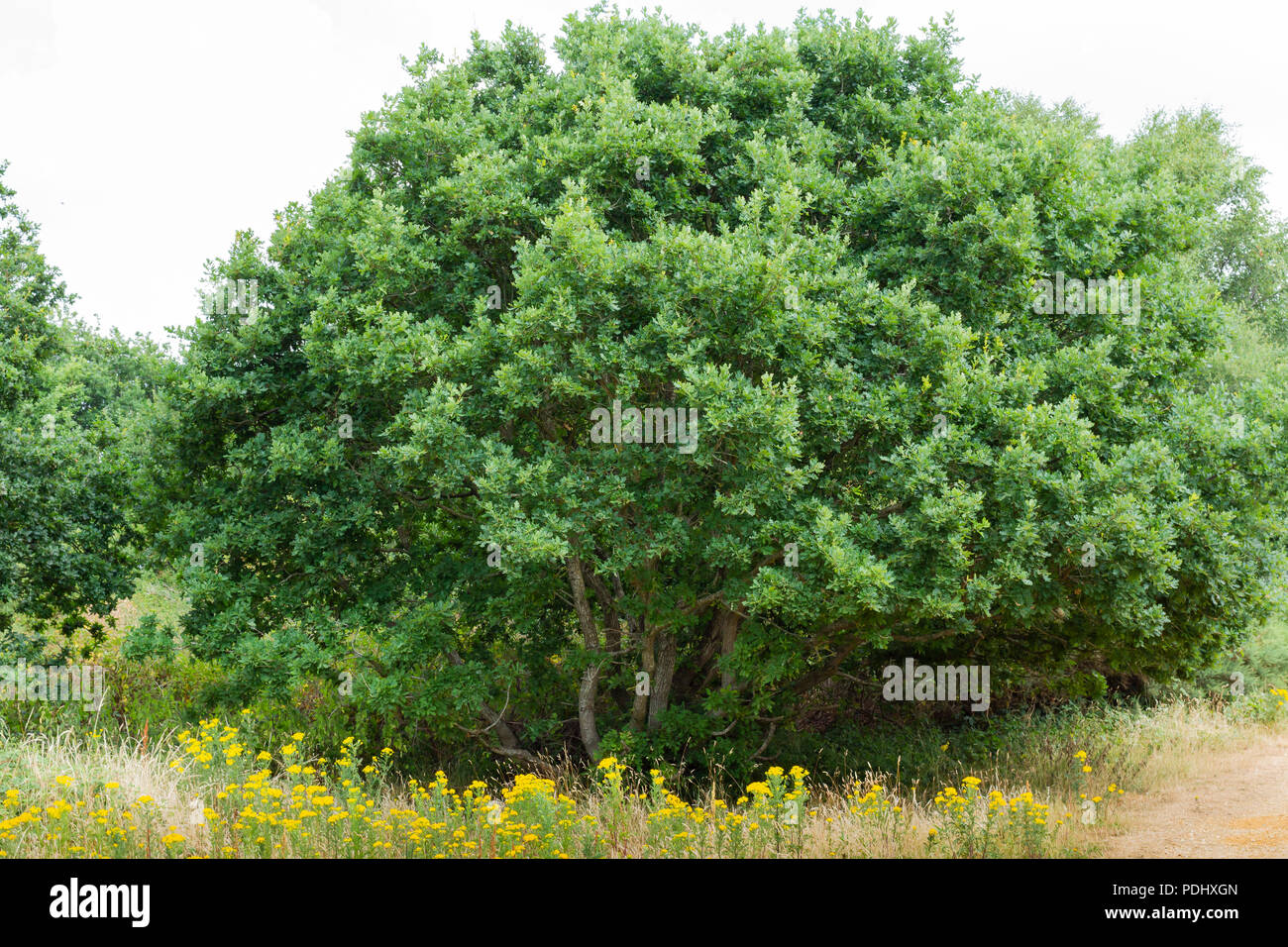 Pedunculate oak tree in summertime, Dorset, UK Stock Photo - Alamy