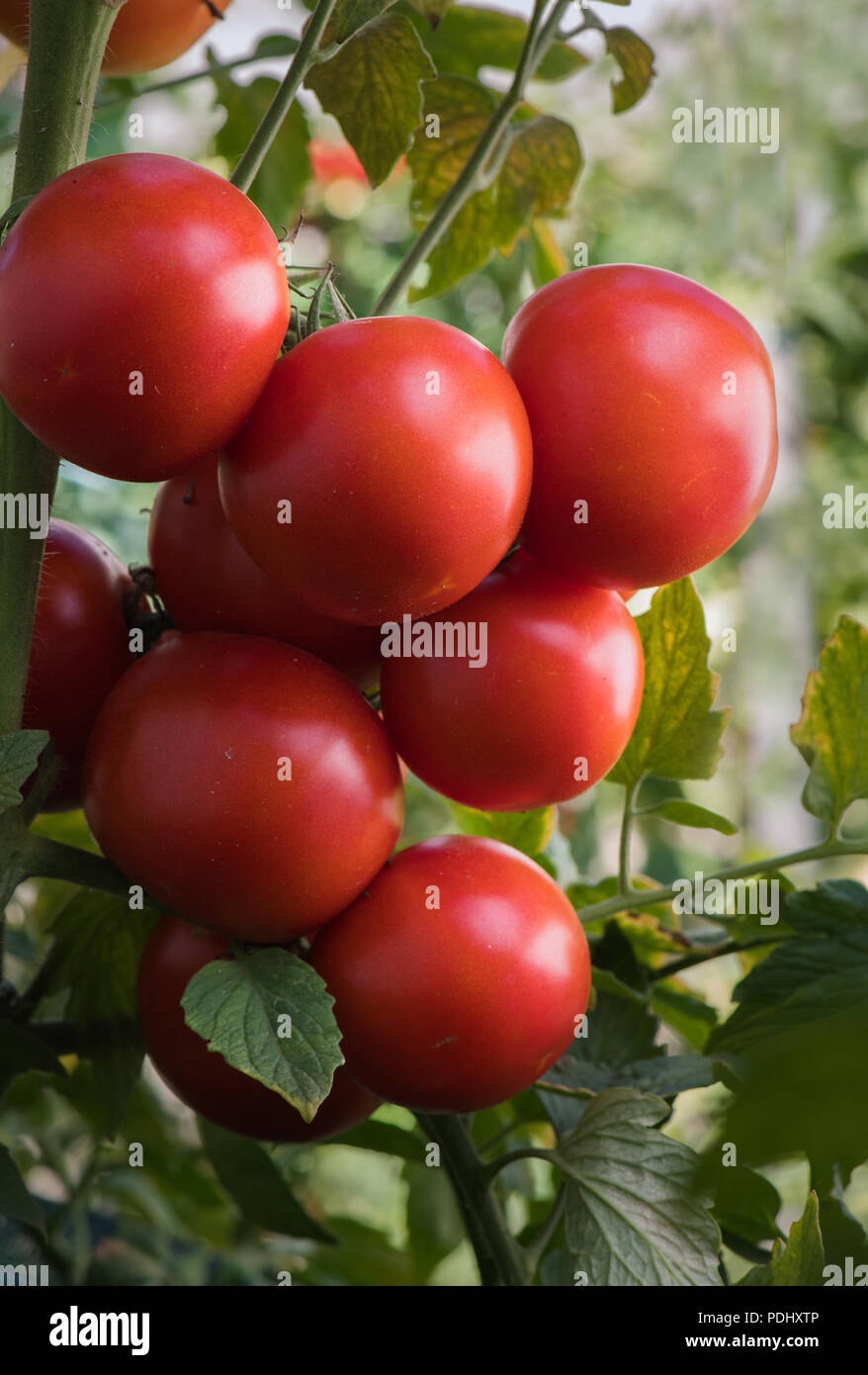 Ripe garden red hi-res stock photography and images - Alamy