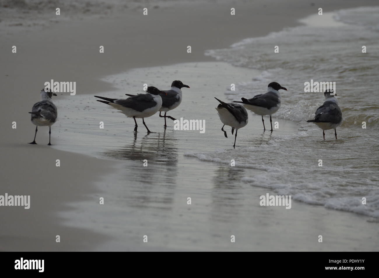 Bathing birds hi-res stock photography and images - Alamy