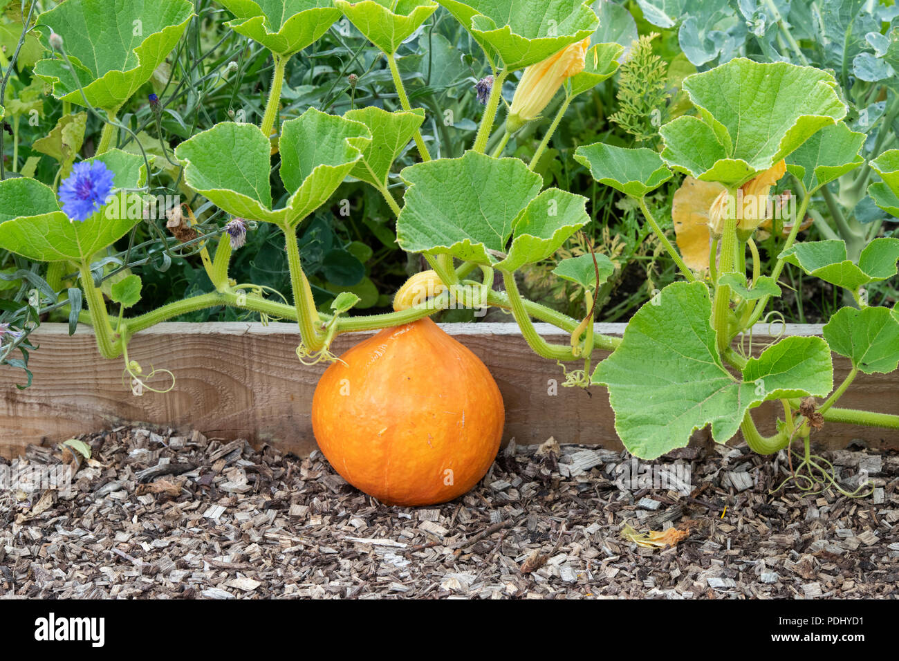 Cucurbita pepo botanical hi-res stock photography and images - Alamy