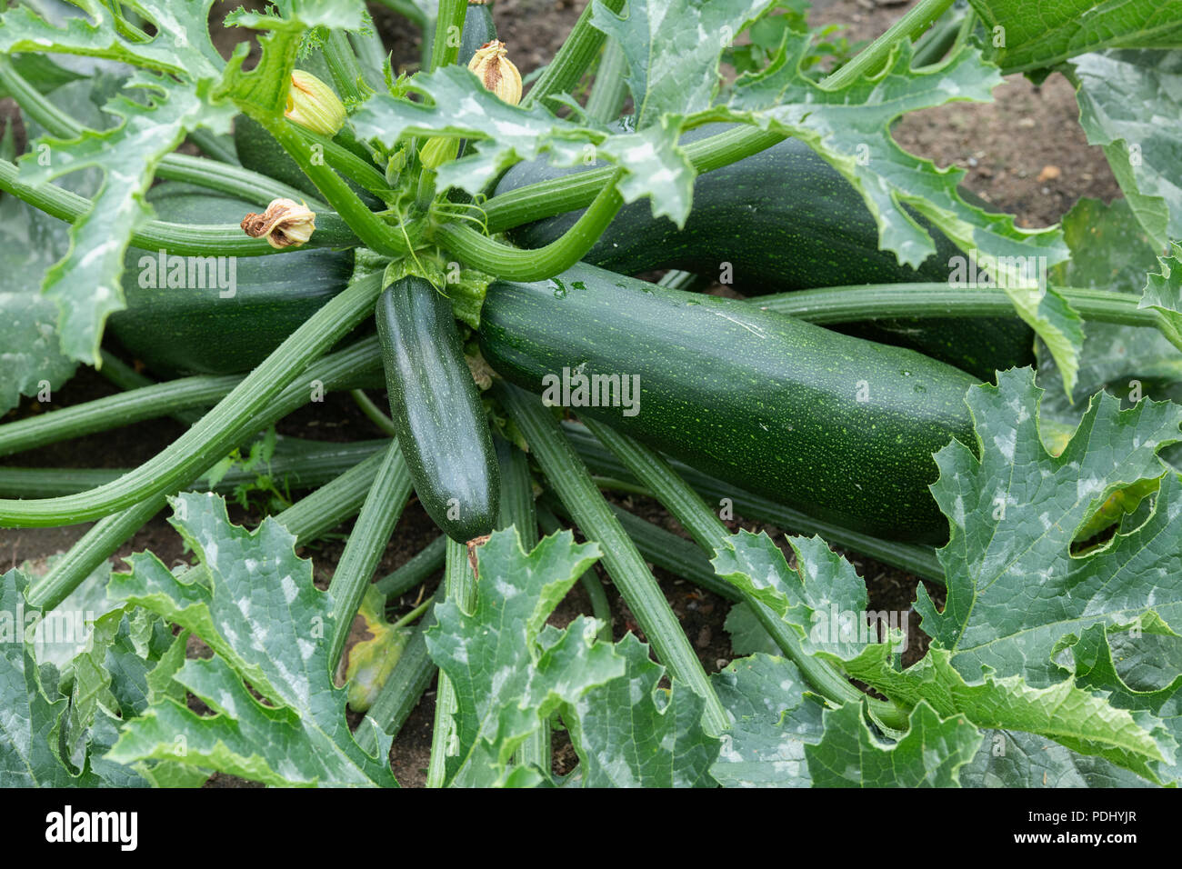 Cucurbita pepo. Small and large green courgettes growing in a vegetable ...