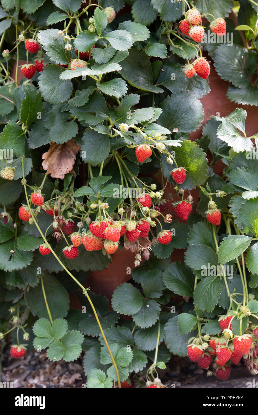 Just add cream’ strawberry hi-res stock photography and images - Alamy