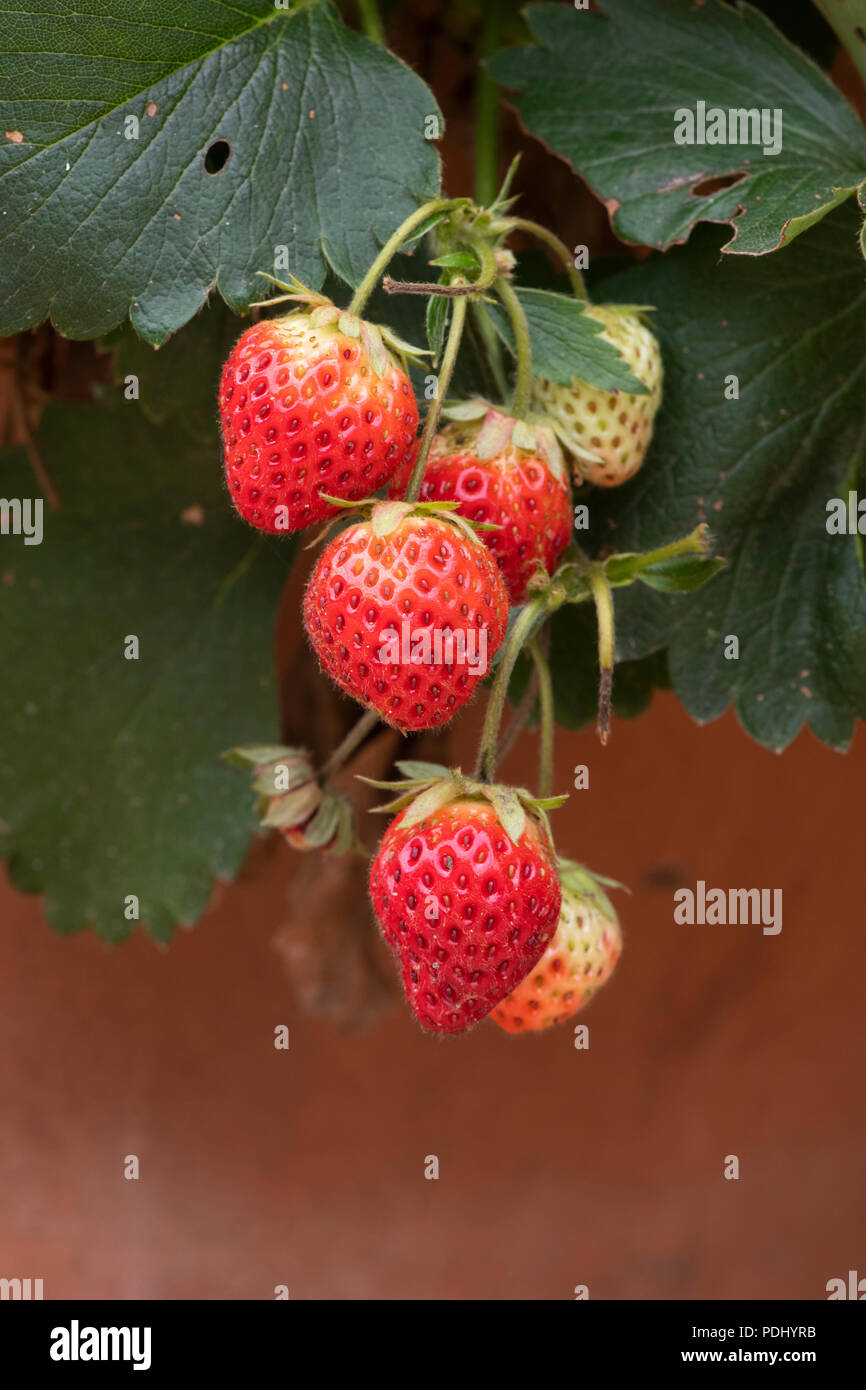 Fragaria × ananassa ‘Just add cream’. Strawberry ‘Just add cream’ fruit ...