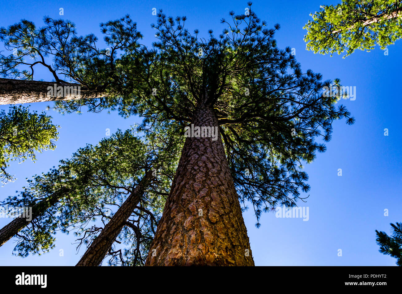 Jeffrey pine hi-res stock photography and images - Alamy
