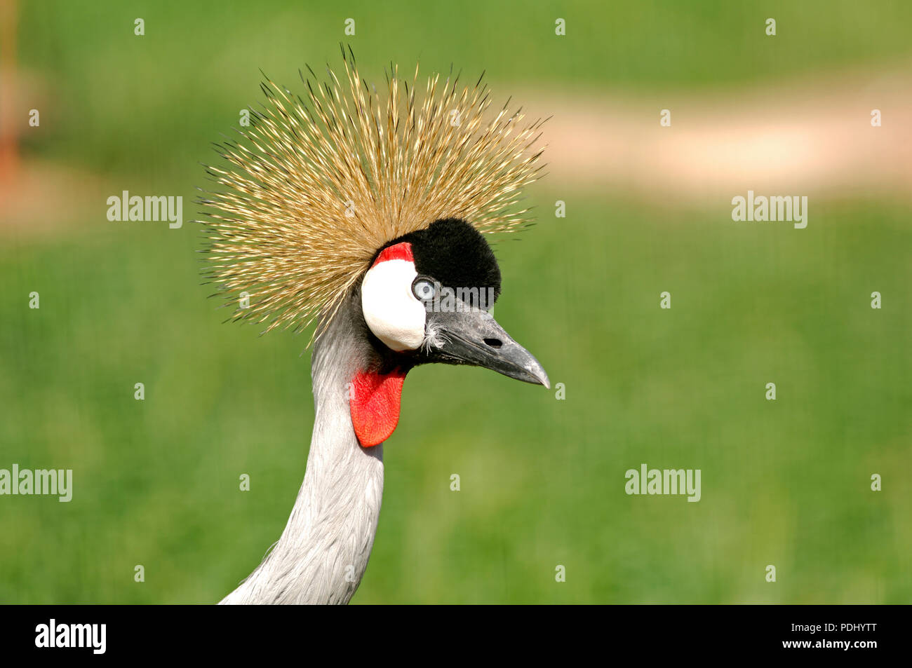 Grue royale - Portrait - Grey crowned Crane - Balearica regulorum Stock ...