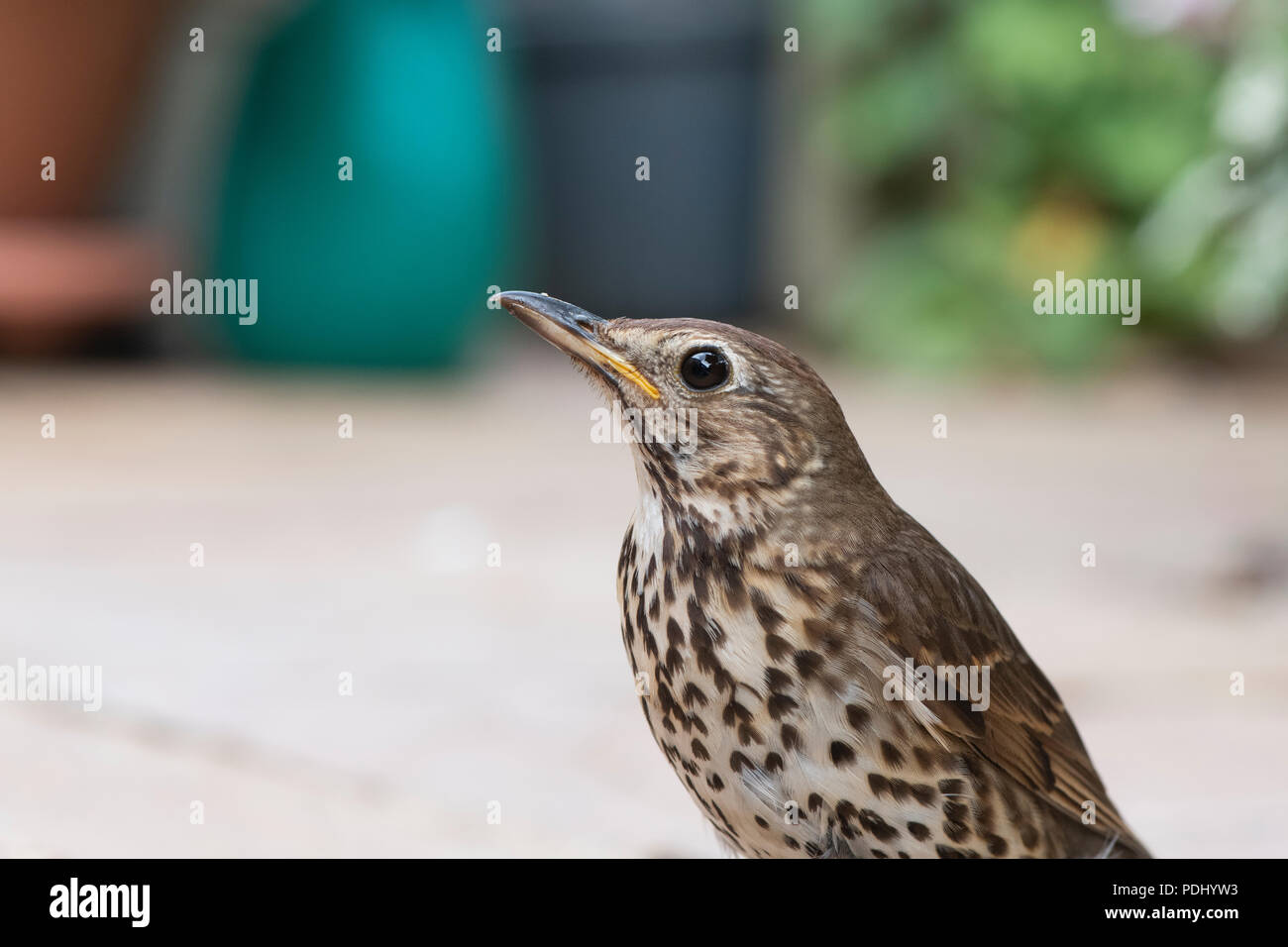 Song thrush english british garden bird hi-res stock photography and ...