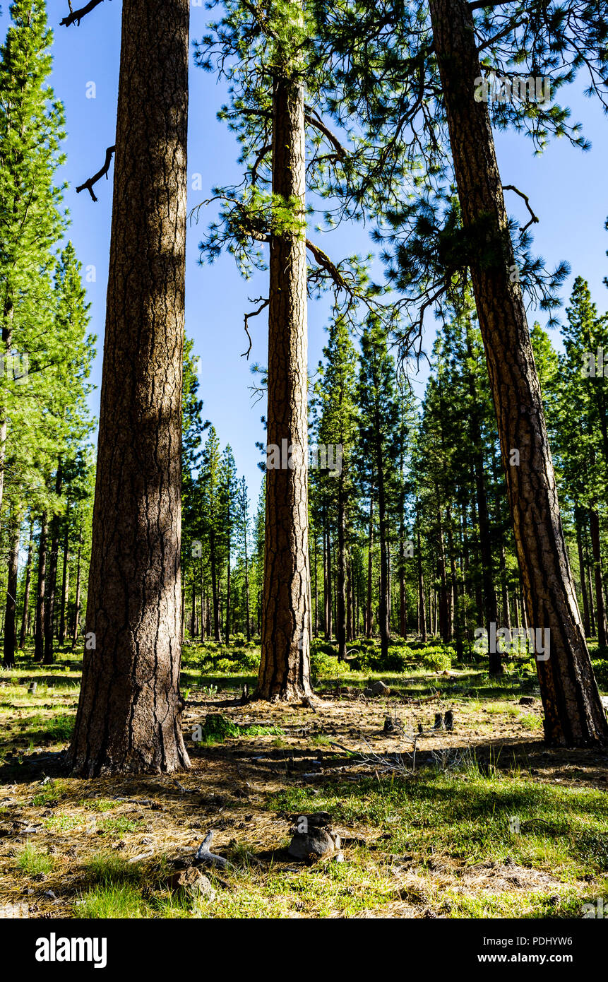 Jeffrey pine hi-res stock photography and images - Alamy
