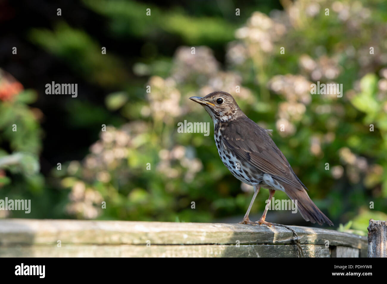 Songbird songbirds hi-res stock photography and images - Alamy