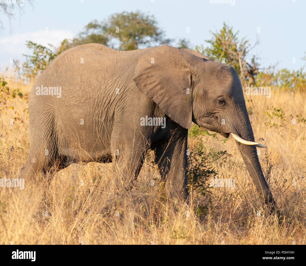 African safari lodge and wildlife hi-res stock photography and images ...