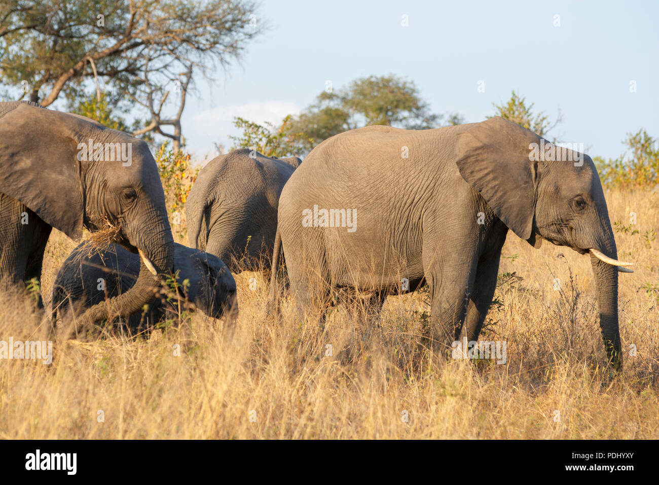 African mammals hi-res stock photography and images - Alamy