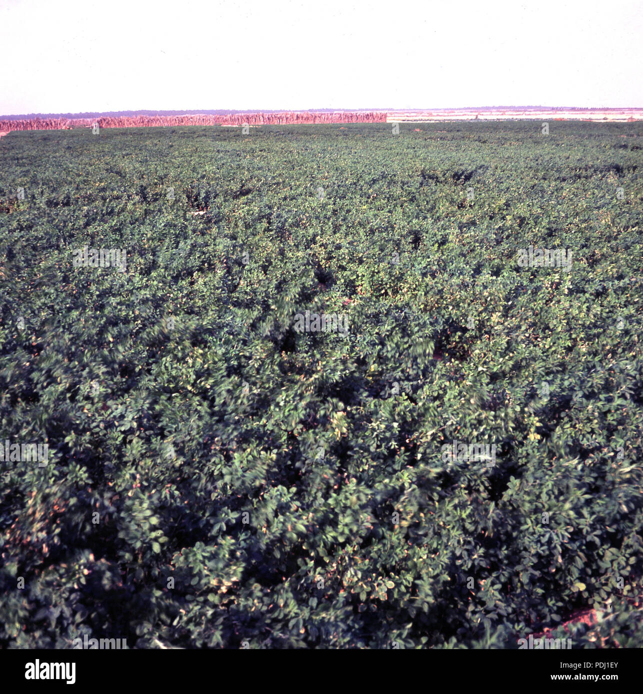 Arid conditions saudi arabia hi-res stock photography and images - Alamy