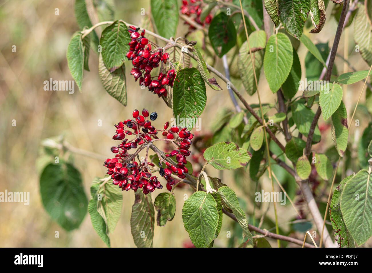 A cluster of deep red flat shaped viburnum berries on a viburnum bush ...