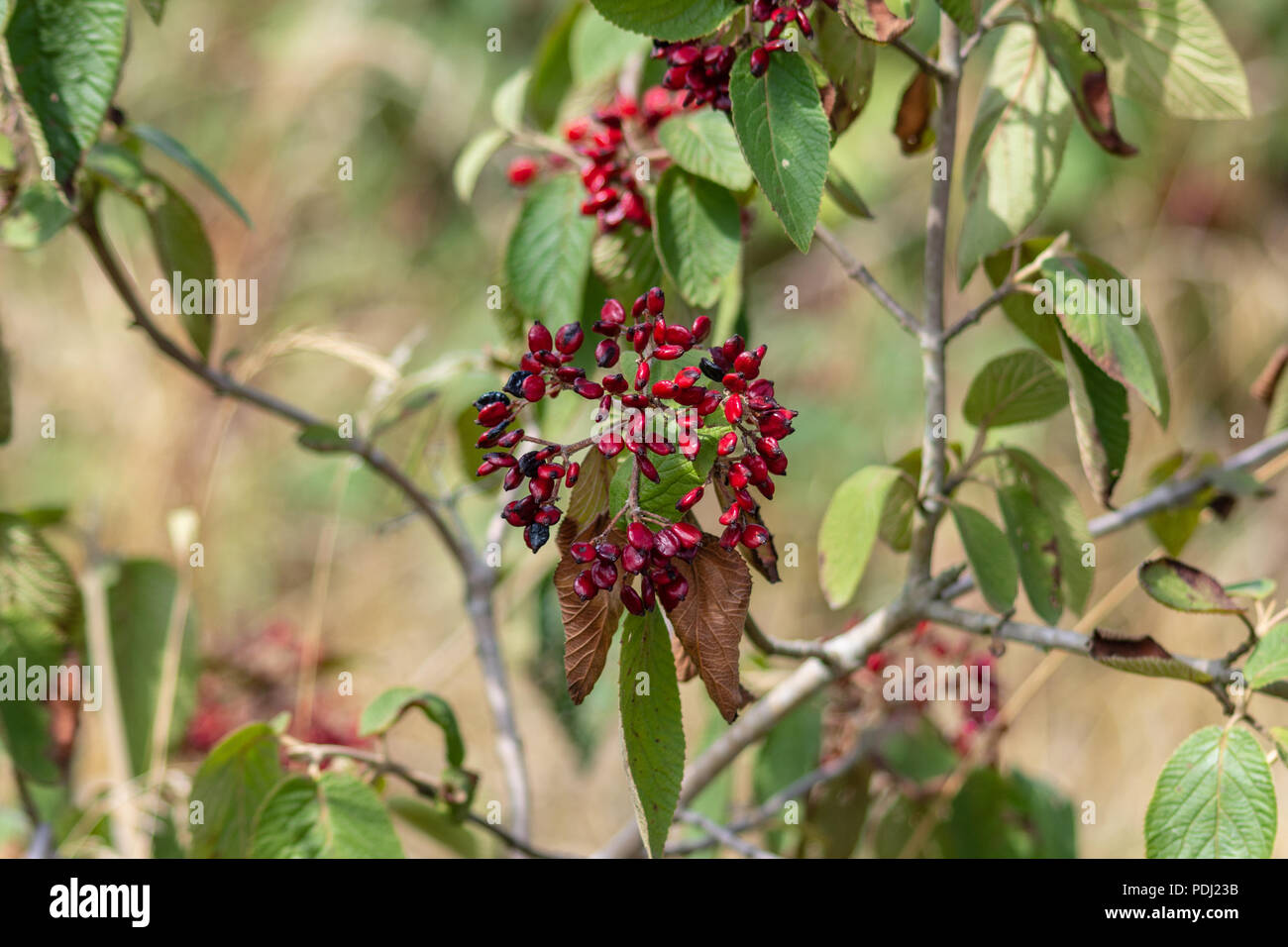 A cluster of deep red flat shaped viburnum berries on a viburnum bush ...
