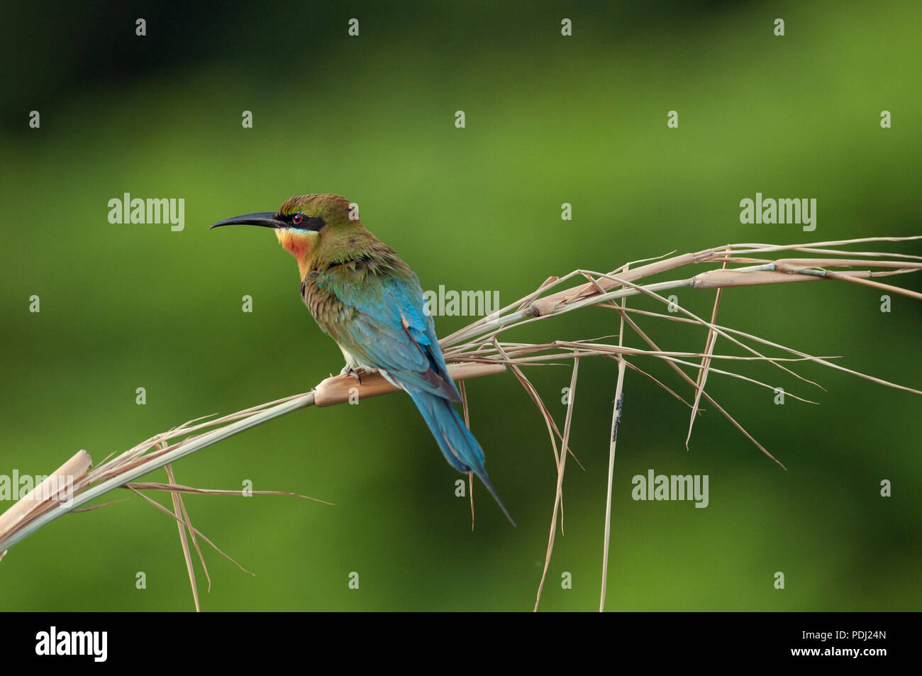 Blue-Tailed Bee-Eater - Merops philippinus - Thailand - Guêpier à queue ...
