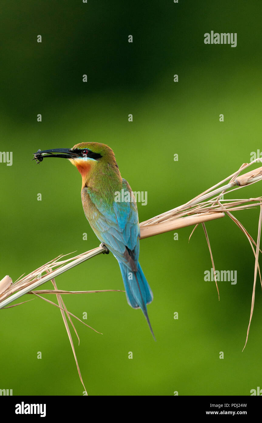 Blue-Tailed Bee-Eater - with prey - Merops philippinus - Thailand ...