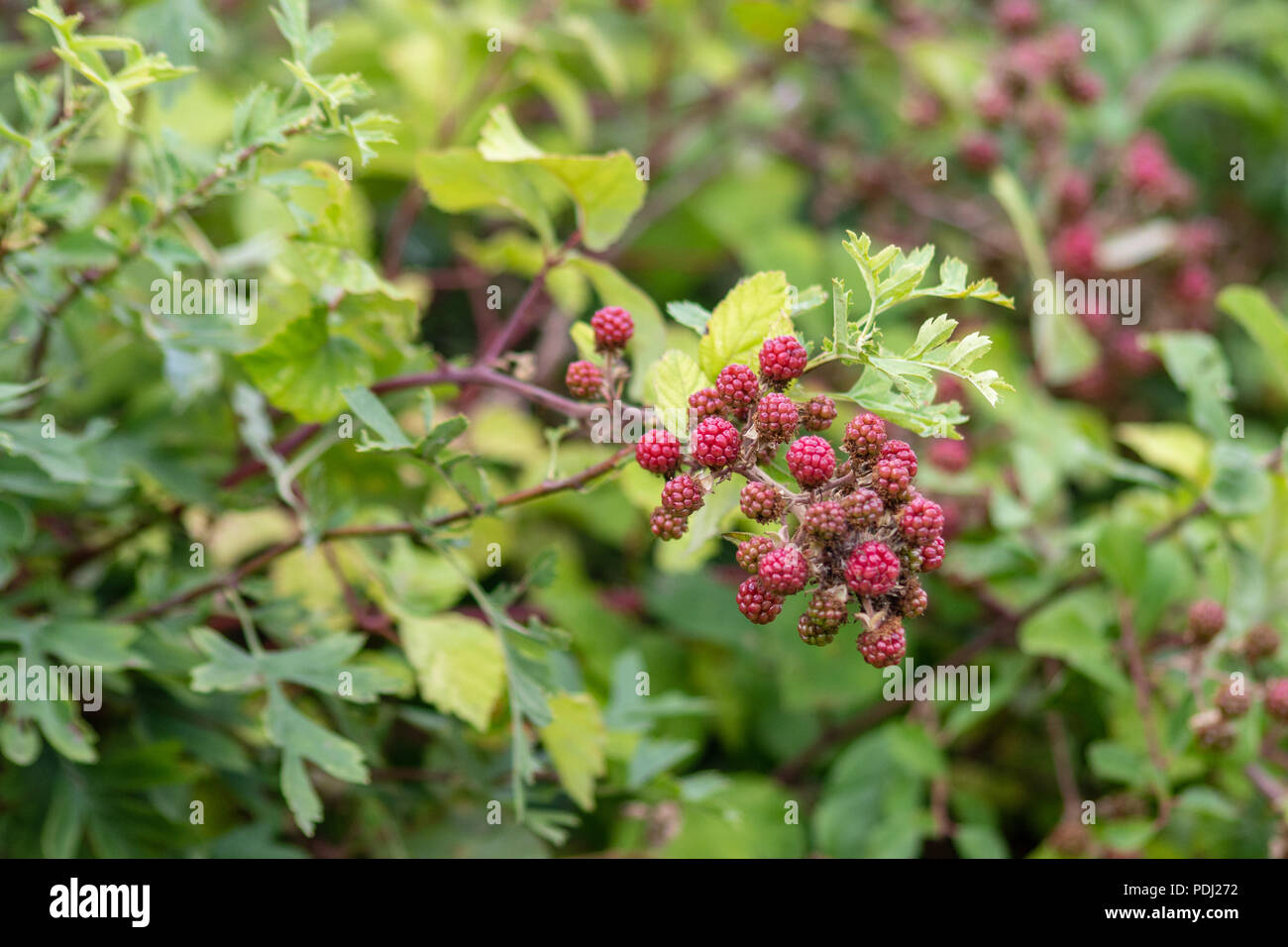 Cluster of fruits hi-res stock photography and images - Alamy