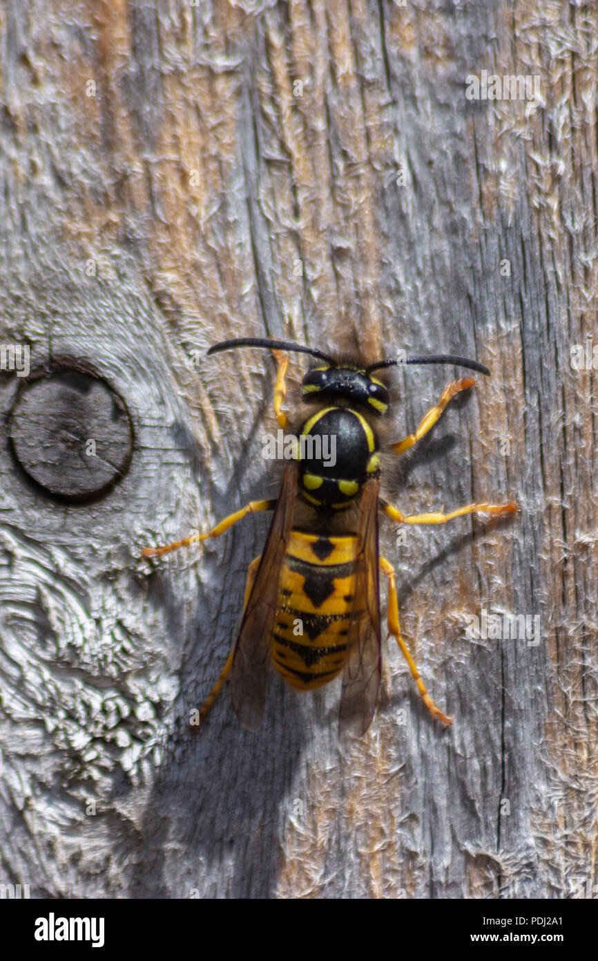 Common Wasp Vespula vulgaris on a dry wooden fence panel chewing and ...
