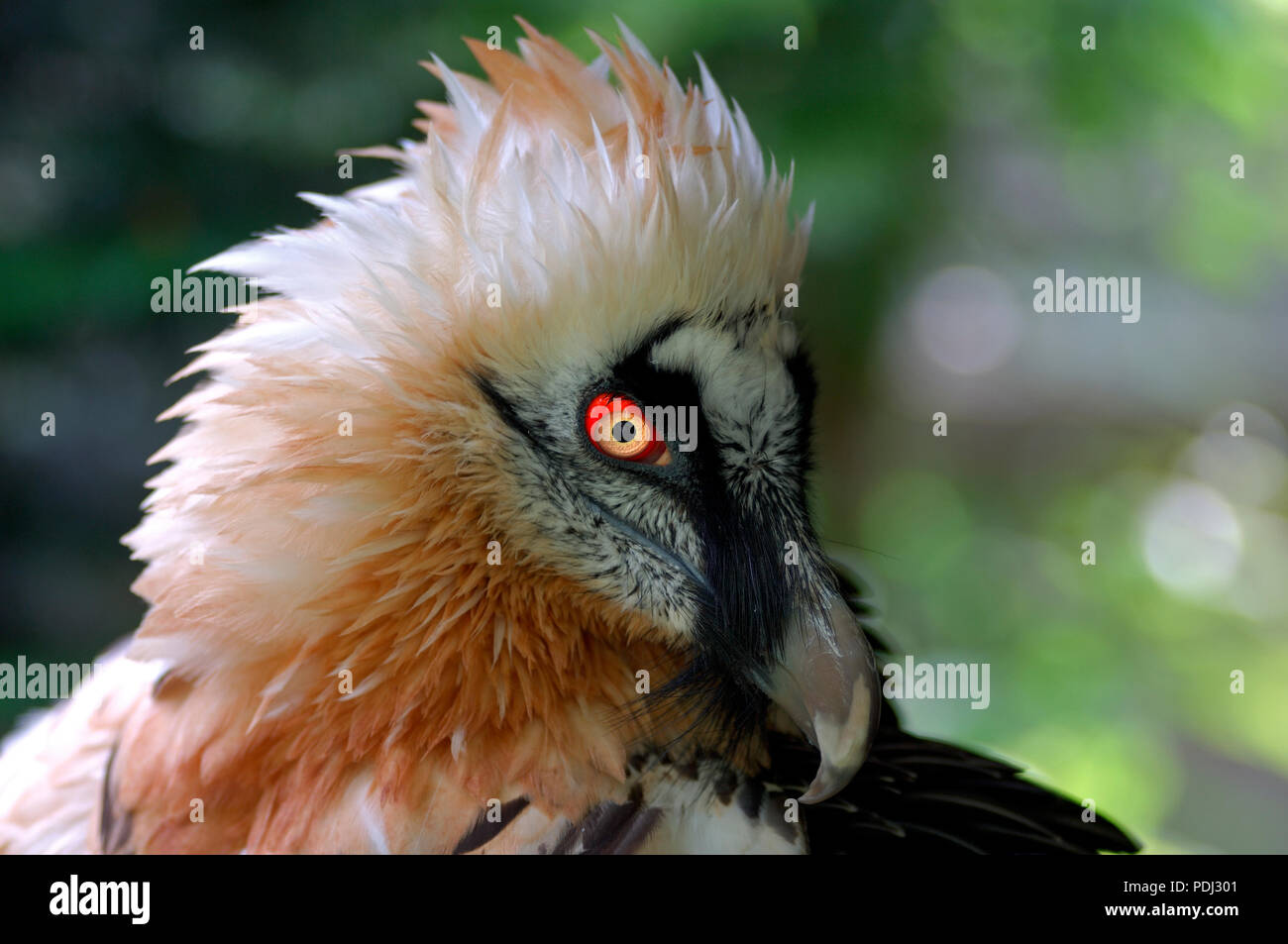 Oiseau barbu hi-res stock photography and images - Alamy