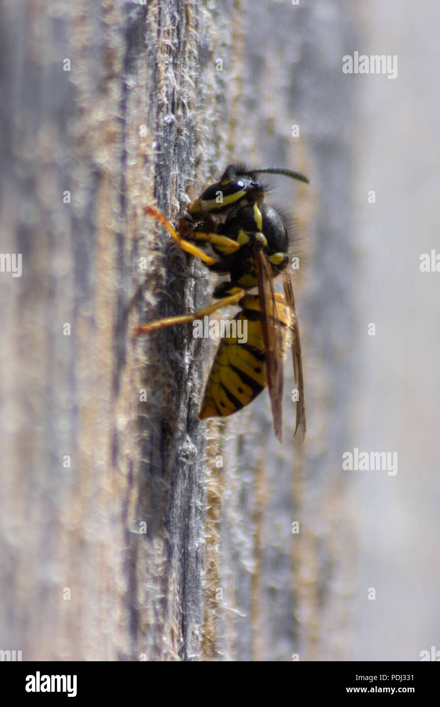 Common Wasp Vespula vulgaris on a dry wooden fence panel chewing and ...